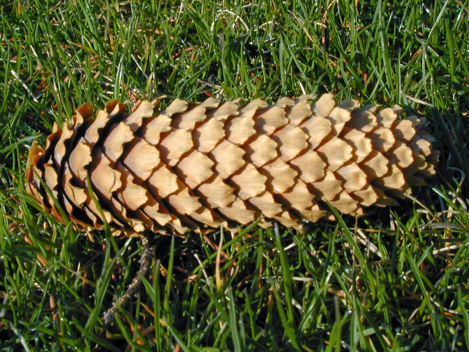 Colorado Blue Spruce Bark