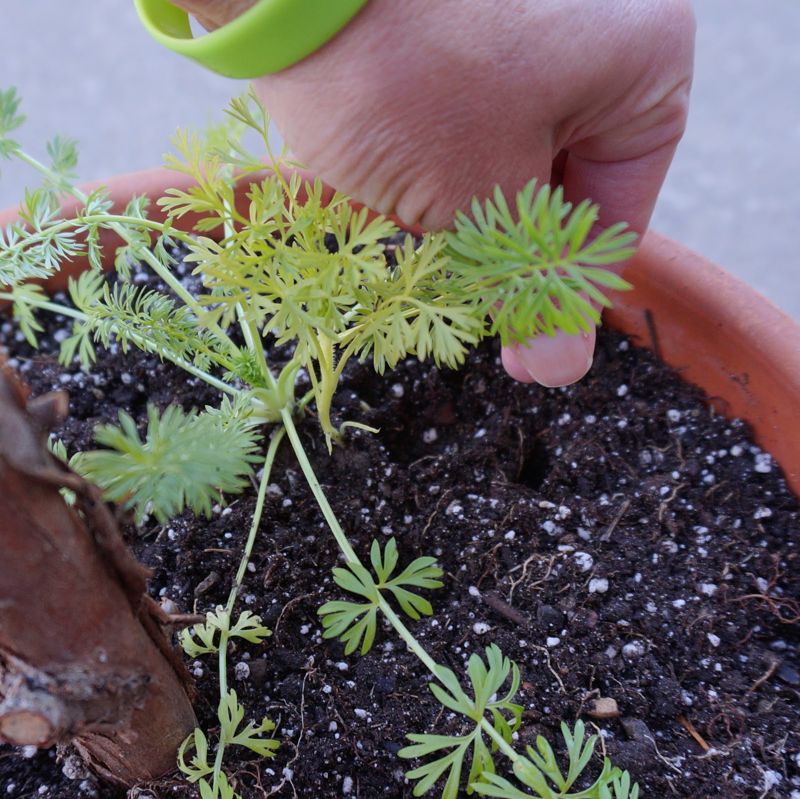 MALINALLI · herbolaria médica: COMINO, cumin · Cuminum cyminum
