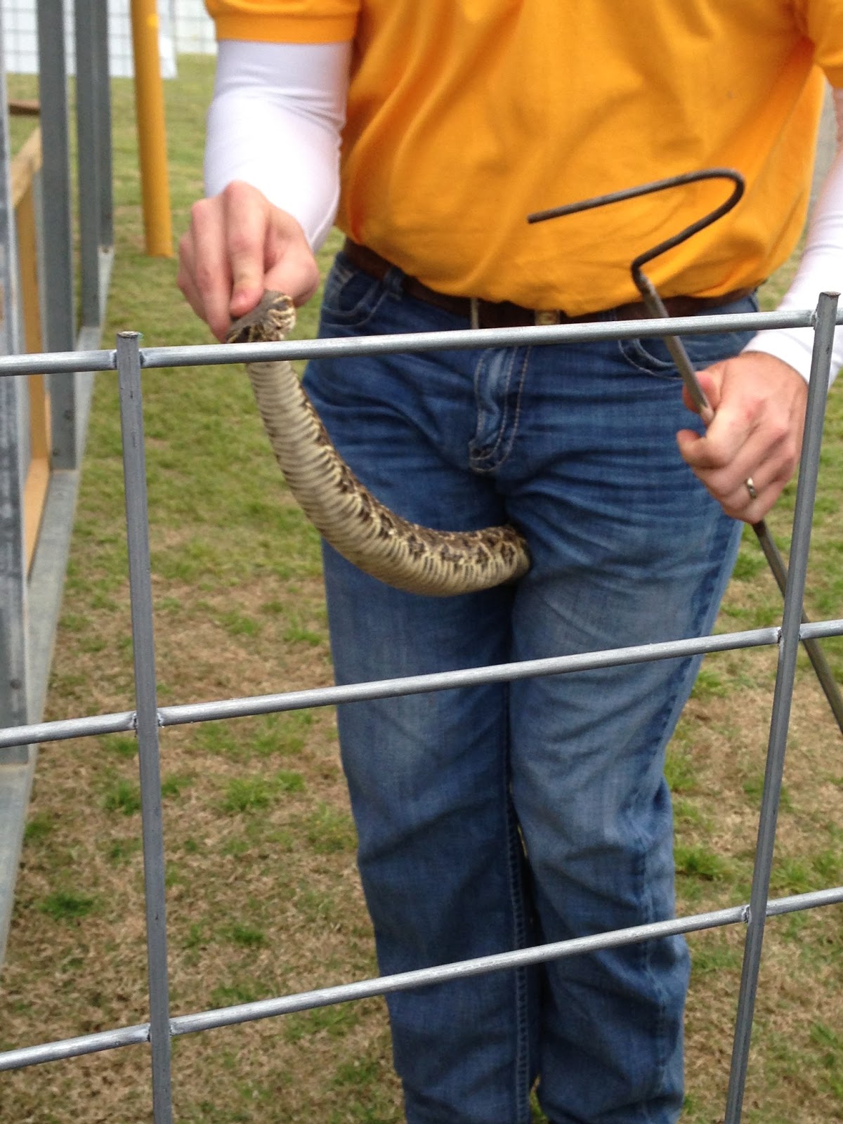 The Journey of the deFoors: Adventures in Rattlesnake Rodeo