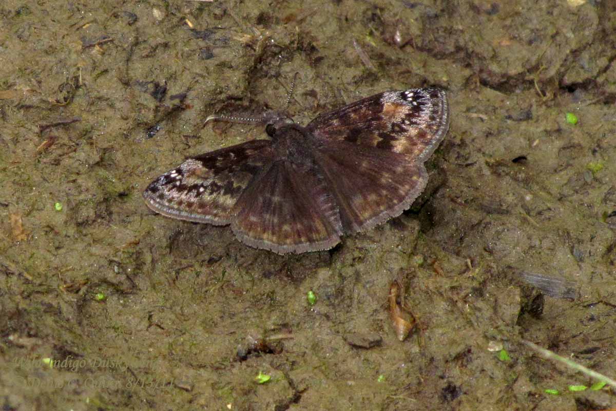 Denis Quinn's S.E. PA Butterfly Sightings Blog: Wild Indigo Duskywing ...