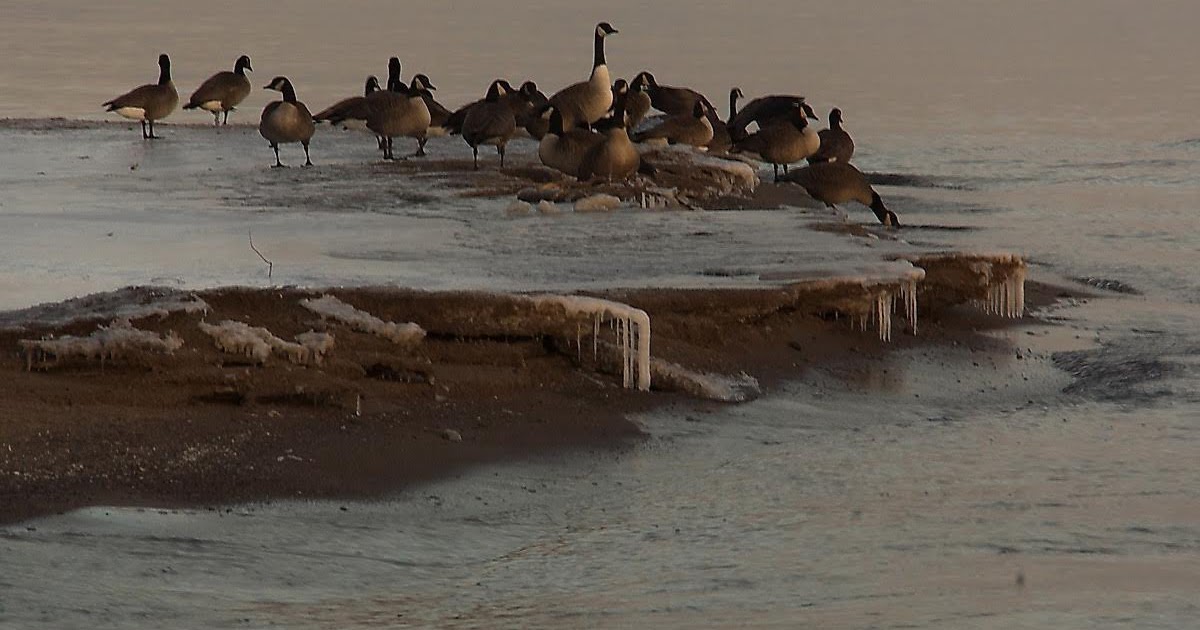 Eye Candy: Canada Geese Winter