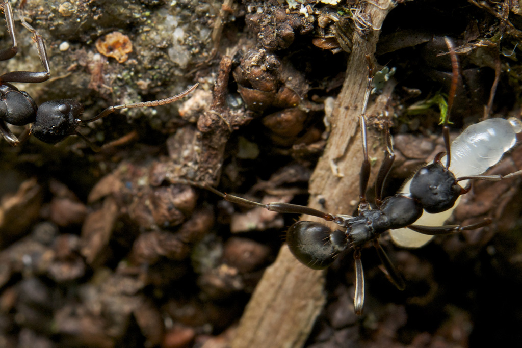 ムシをデザインしたのはダレ？: サムライアリ の奴隷狩り！！