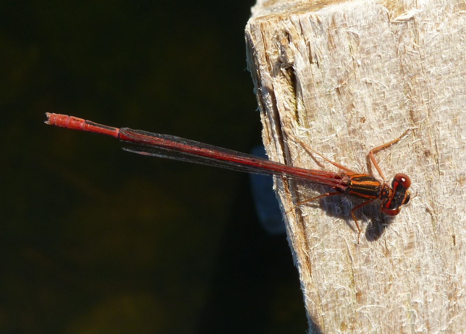 Natural Musings: Insects in New Zealand