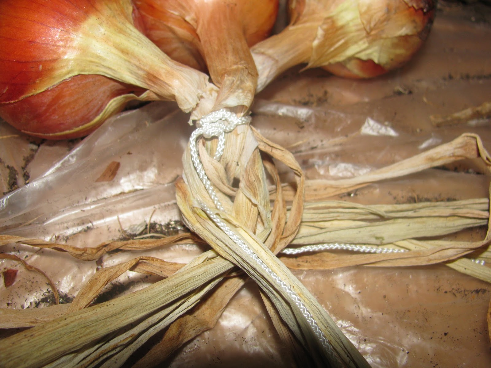 The Harried Homemaker Preps: How to Braid and Store Onions