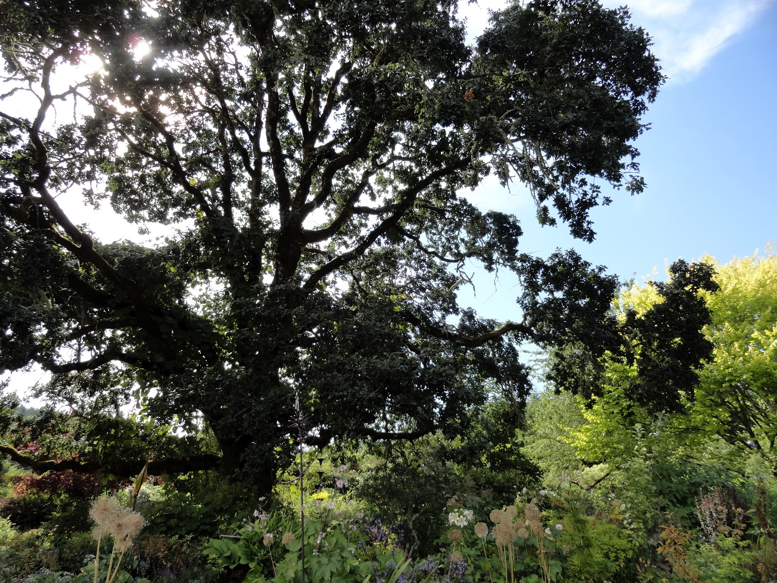 danger garden: An August visit to Dancing Oaks Nursery….