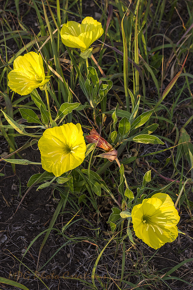 MPG Photo Creations: Kansas Wildflowers Yellow & Orange