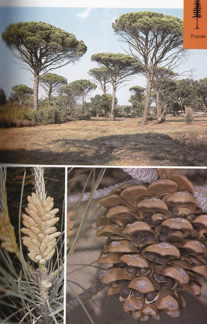 Arbres: Pi pinyoner.