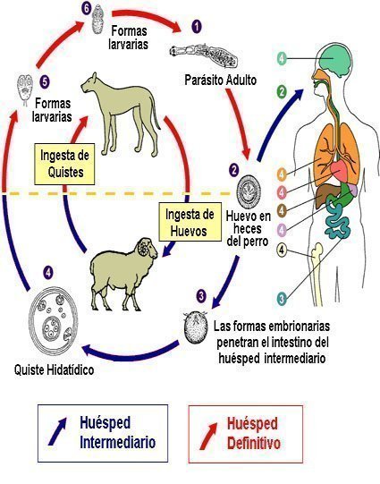 Microblog: Ciclo biológico y fasciola hepática