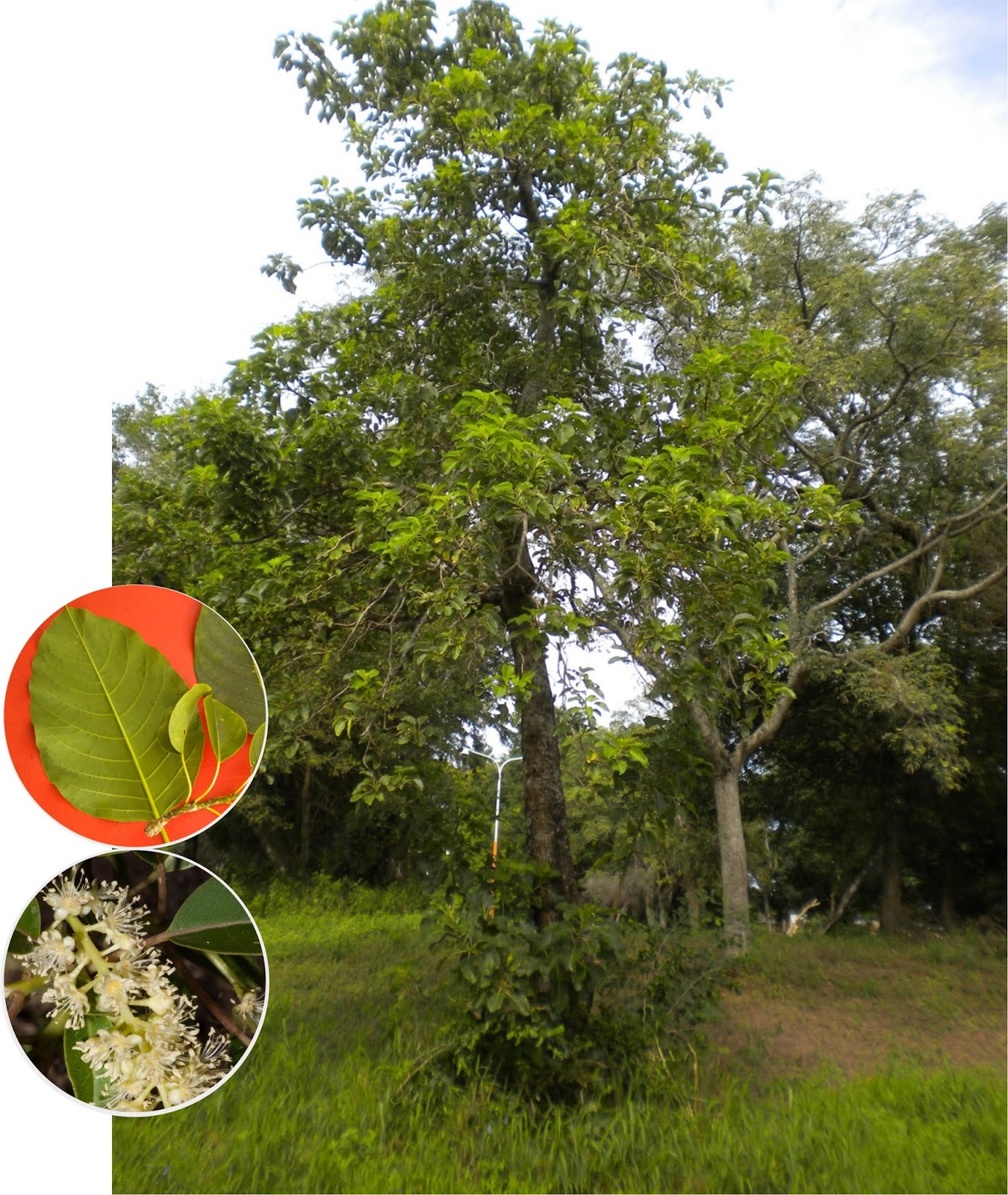 v e r d e c h a c o: Ombú / Bella sombra