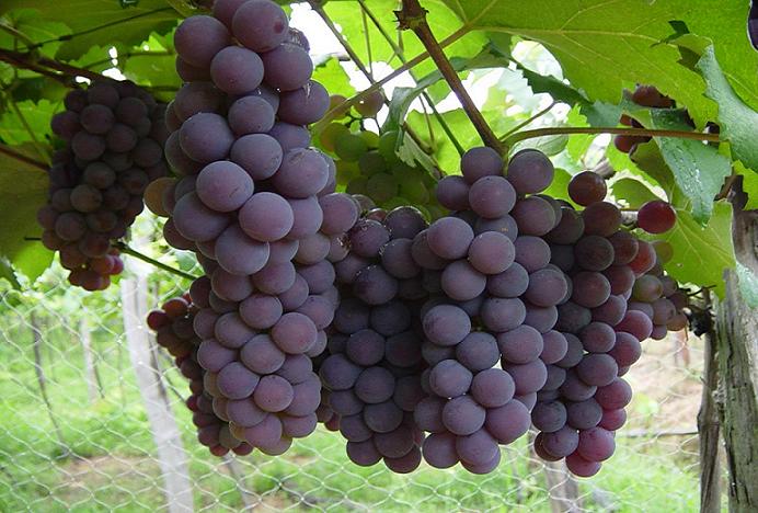 Revista El Cañero: Uvas de Neiba en mermelada