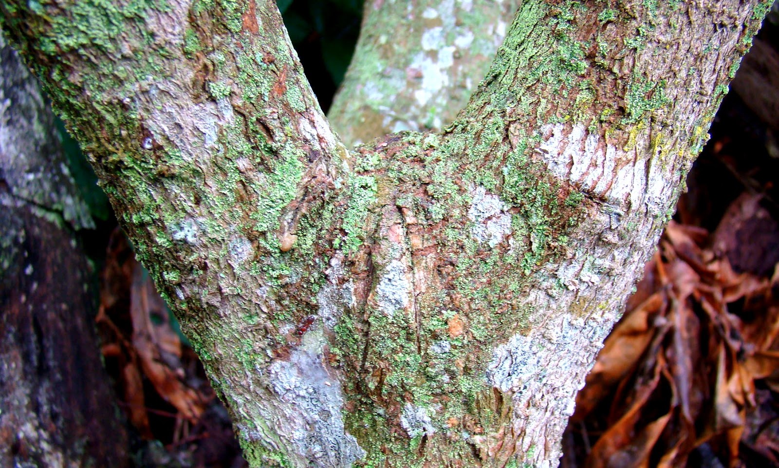 Environmental Rehabilitation and Indigenous Landscape Design: Forest ...