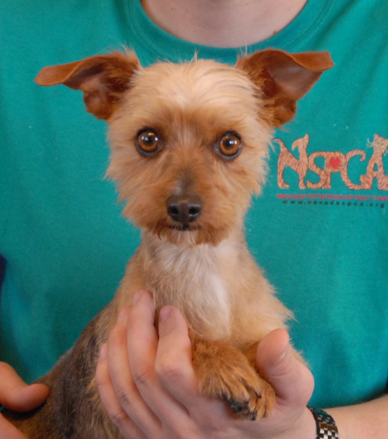 Asia, a delightful Yorkshire Terrier puppy for adoption.