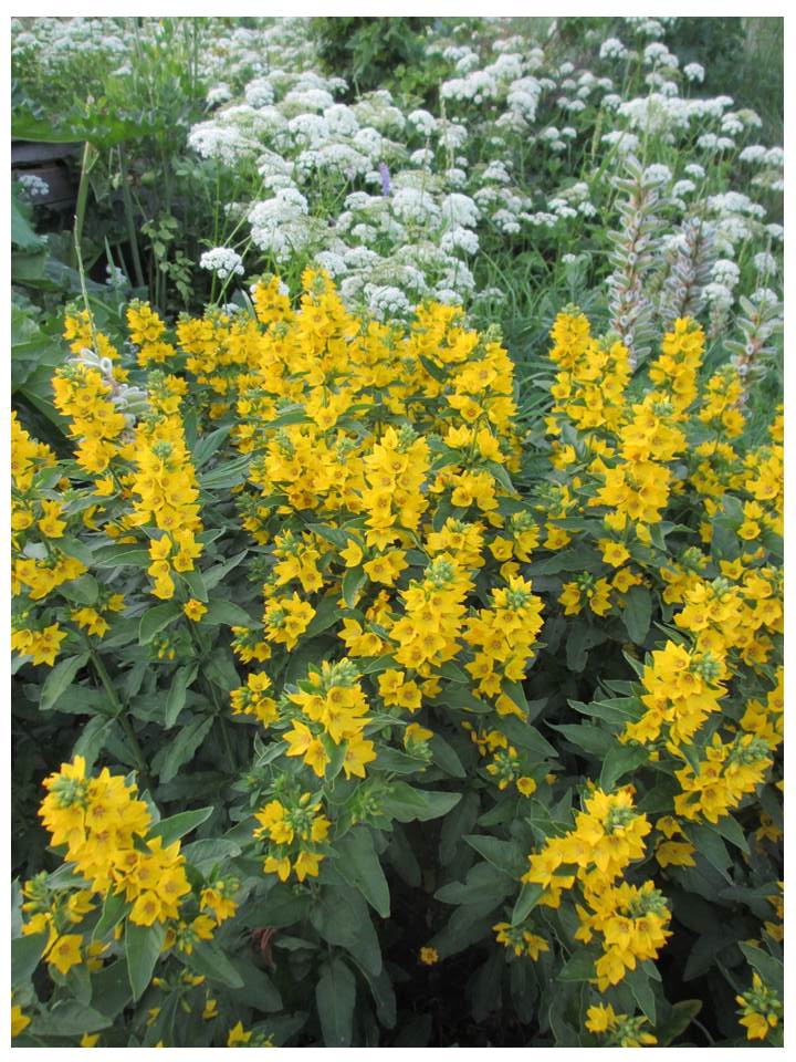 Tuumasta toimeen!: kesäkuuta 2013