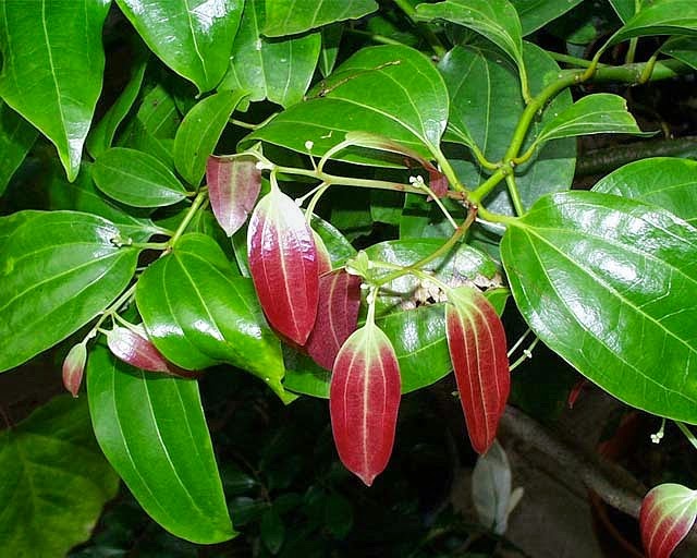 Cinnamomum zeylanicum- la cannella del Ceylon