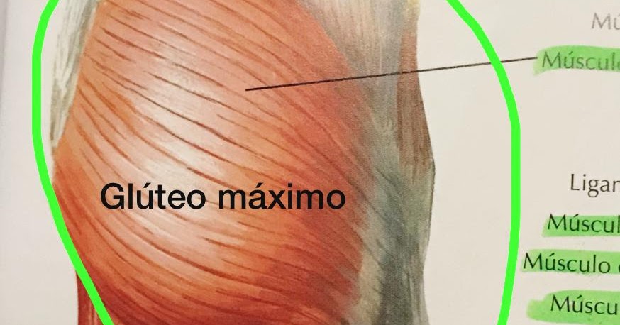 Músculo Glúteo Máximo