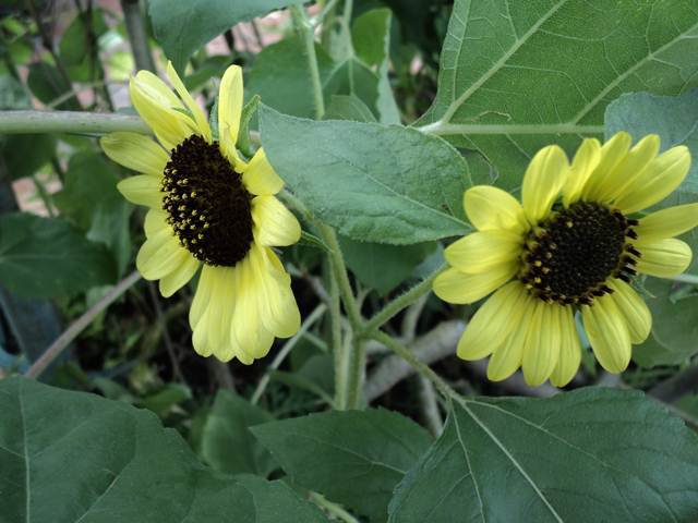 Rosesana's Sunflower: Little Lemonade Sunflower