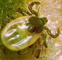 LOS INSECTOS MAS PECULIARES: Los insectos mas peculiares