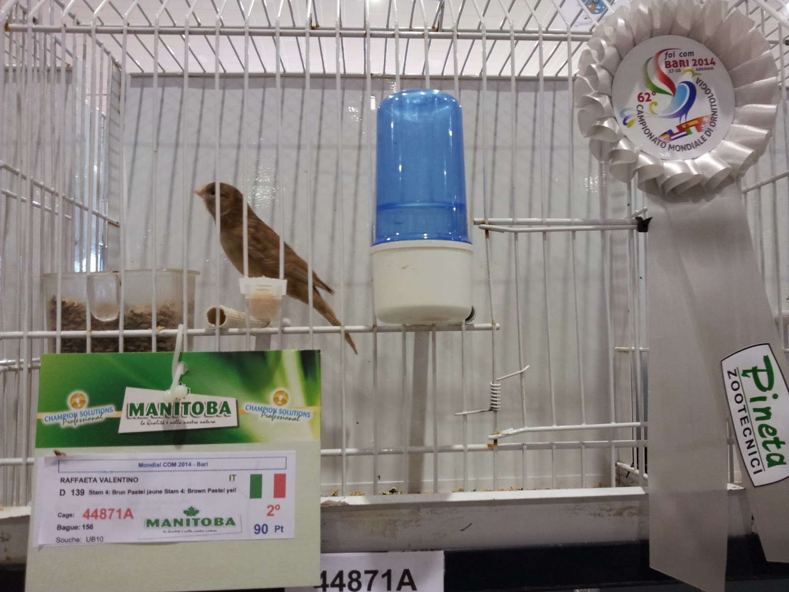 IL BRUNO PASTELLO "Allevamento Sportivo Canarini di Colore": MOSTRE 2013