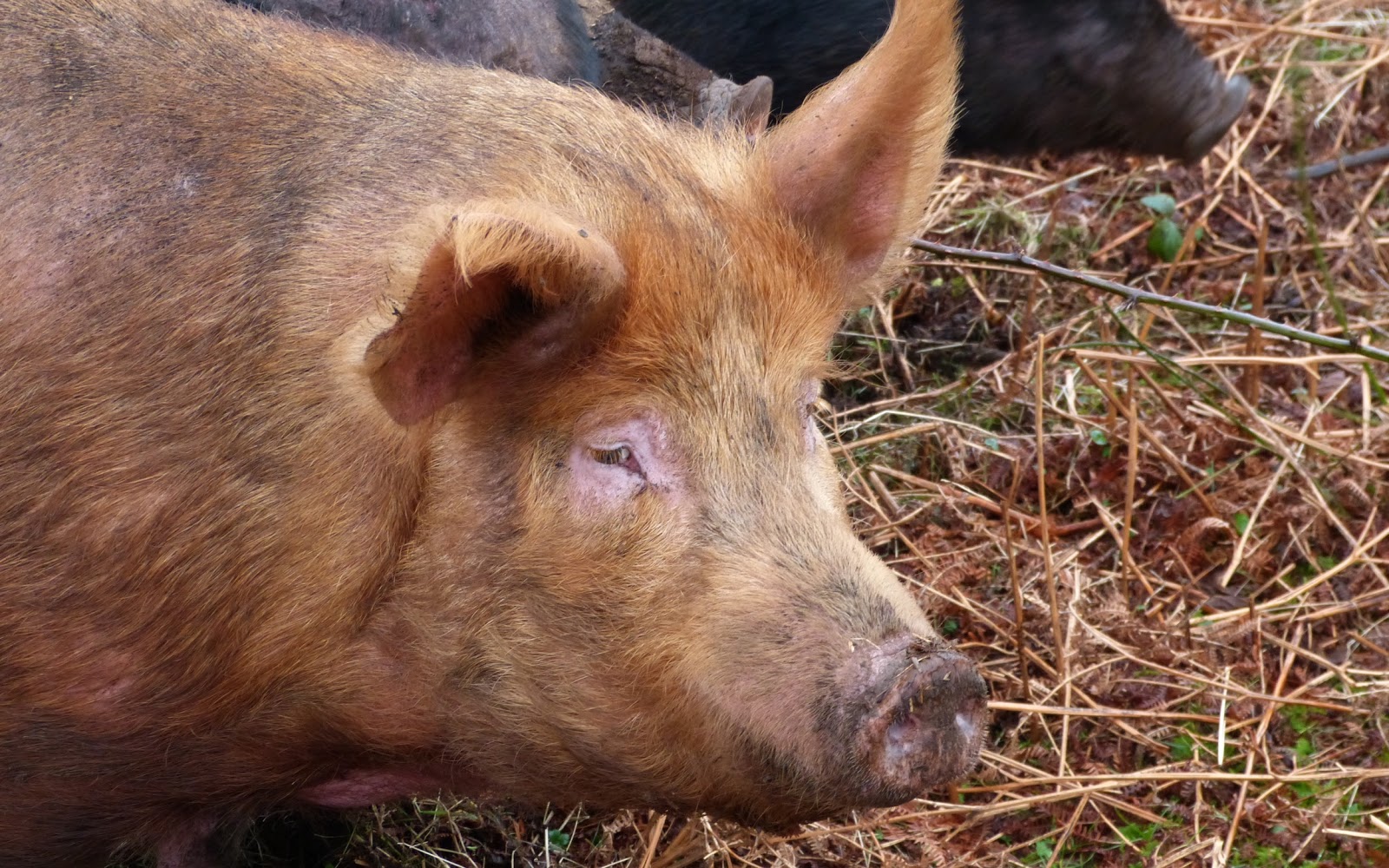 A Kilchoan Diary: New Neighbour Nightmare