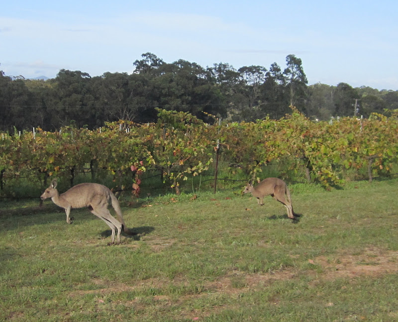 Tokyo Blond: Hunting for Roos and Wine
