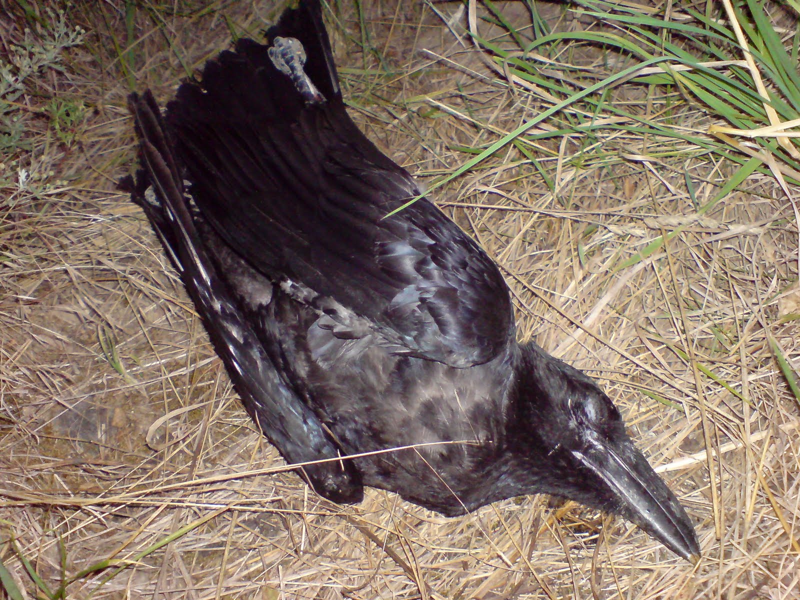 Bird Ringing in Bulgaria: Dead Raven