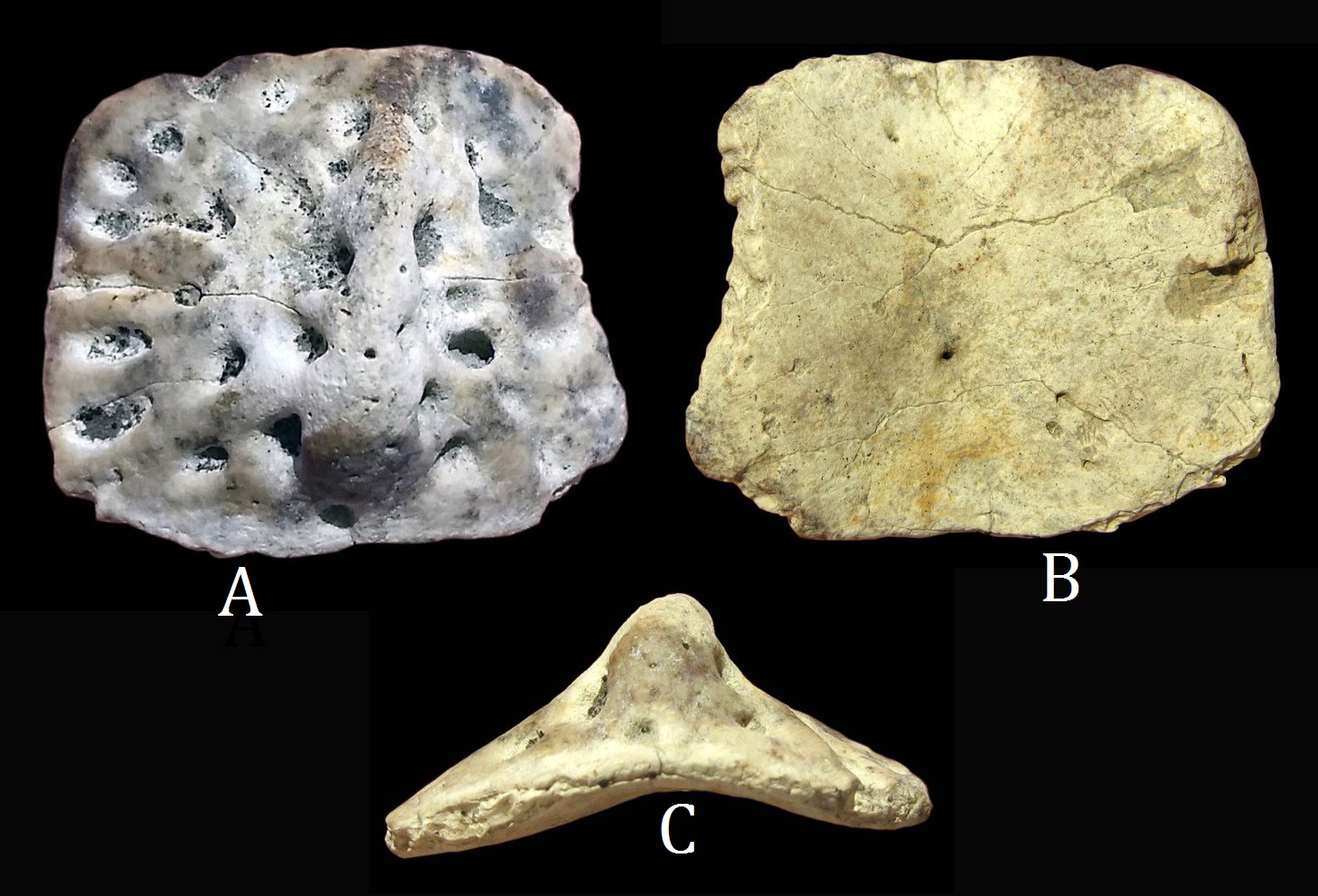 MUSEO PALEONTOLÓGICO DE SOBRARBE: OSTEODERMOS DE COCODRILO EN SOBRARBE