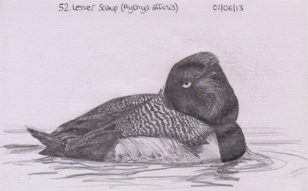 Learn.Draw.BIRD.: 52. Lesser Scaup (Aythya affinis)