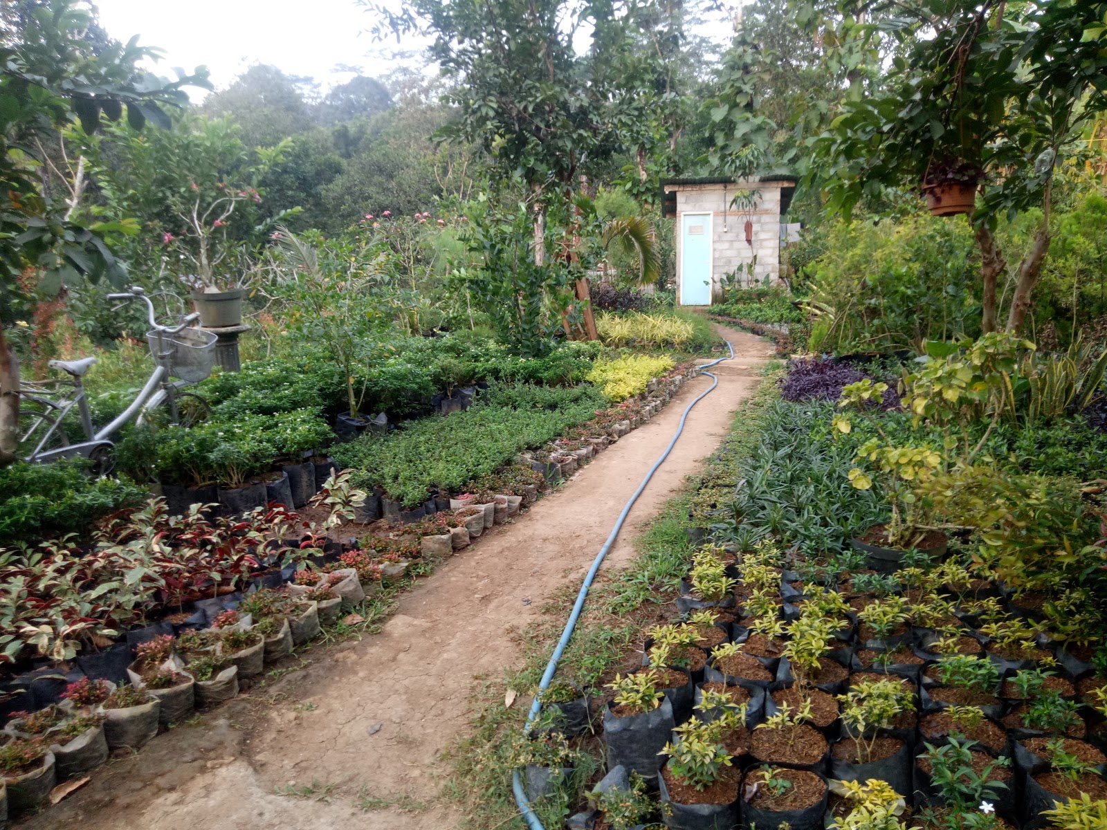 TANAMAN SABRINA ~ SINOX NURSERY