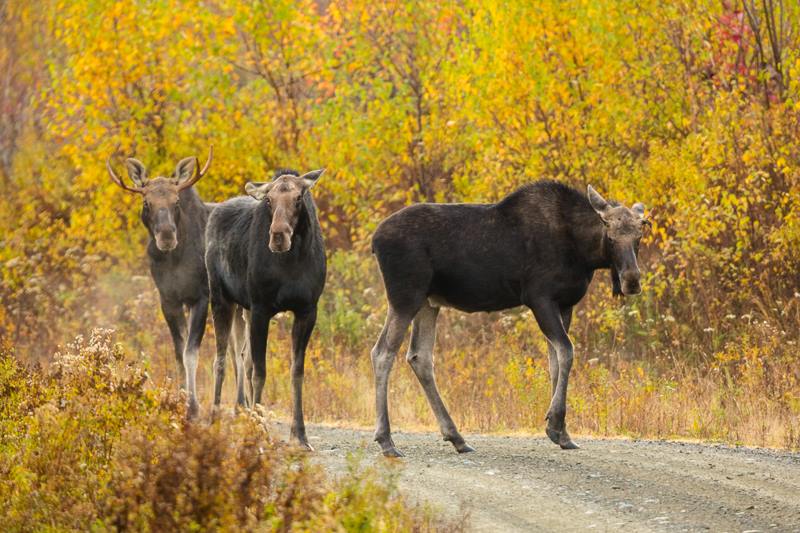 Maine Moose Fall Foliage Tour