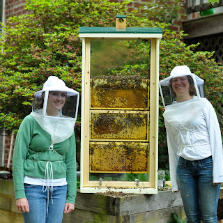 BeeSchool: Observation hive
