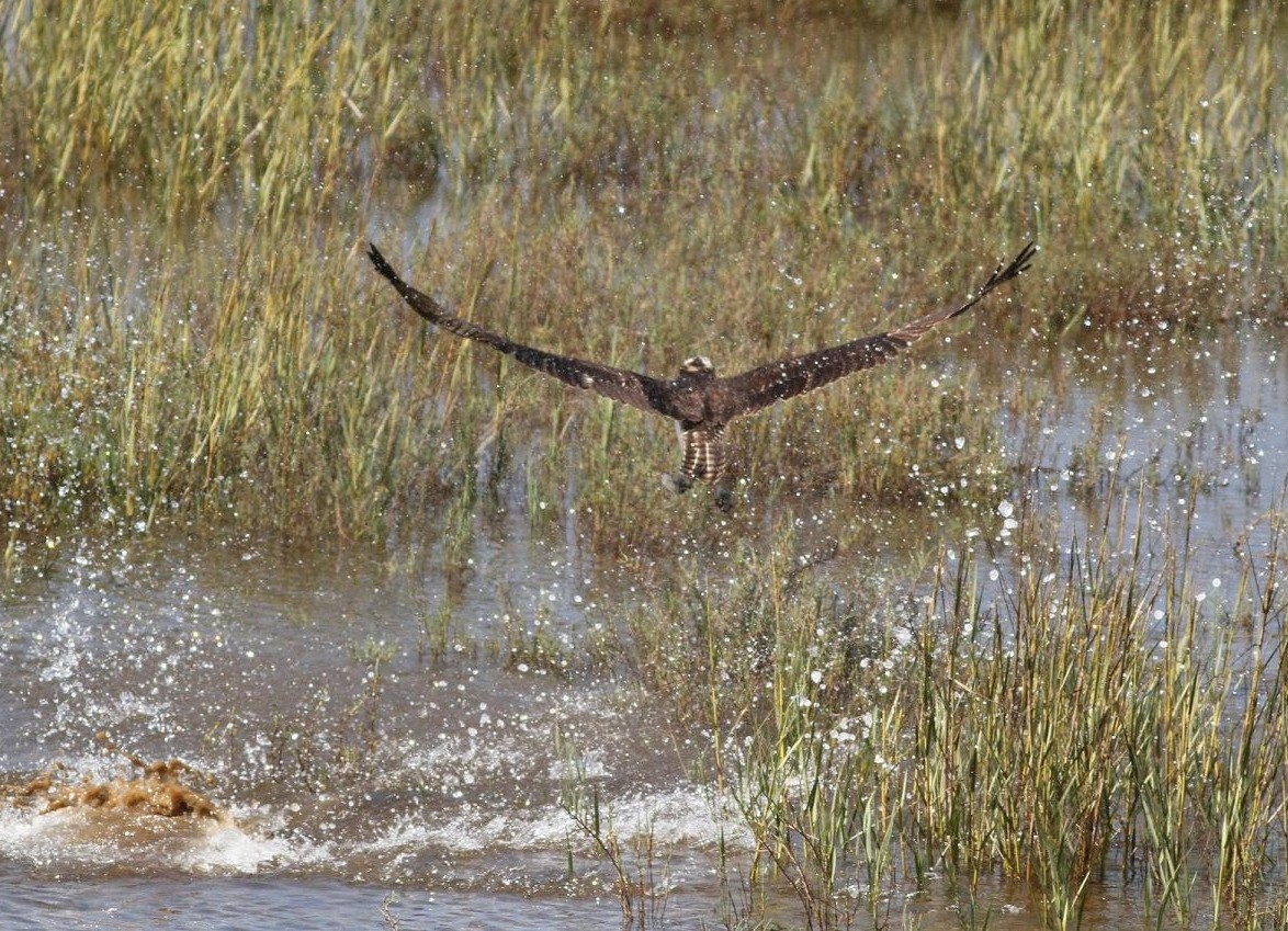 Jo's Morning Walk: Loggerhead Shrike Hunting, Osprey Fishing