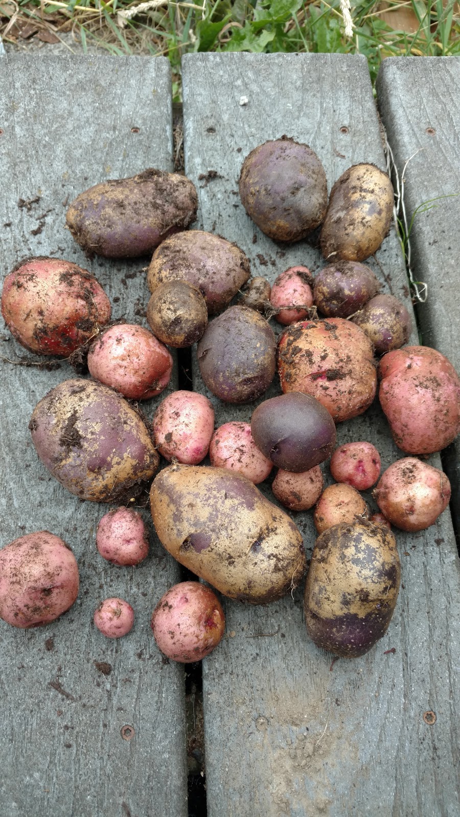 My View of the Honeypot: Trash Can Potato Harvest