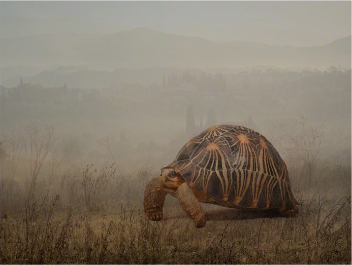 Sobre a sabedoria das tartarugas na relação com o seu tempo de vida | 3vial