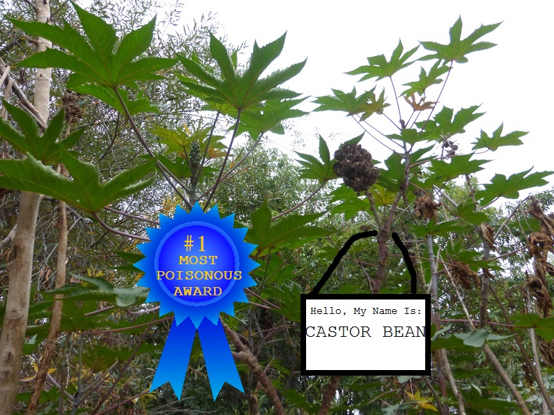 Castor Bean Poison