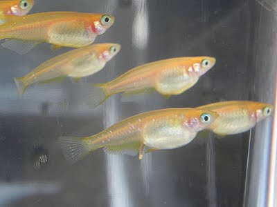 Goldfish Garage: A Two Car Fishroom: Medaka: Japanese Rice fish ...