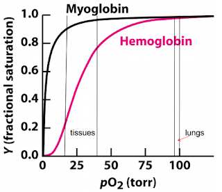 The Everyday Chemist: Haemoglobin and oxygen transport