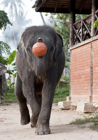 Elephants playing basketball | Wonderful World Of Pictures
