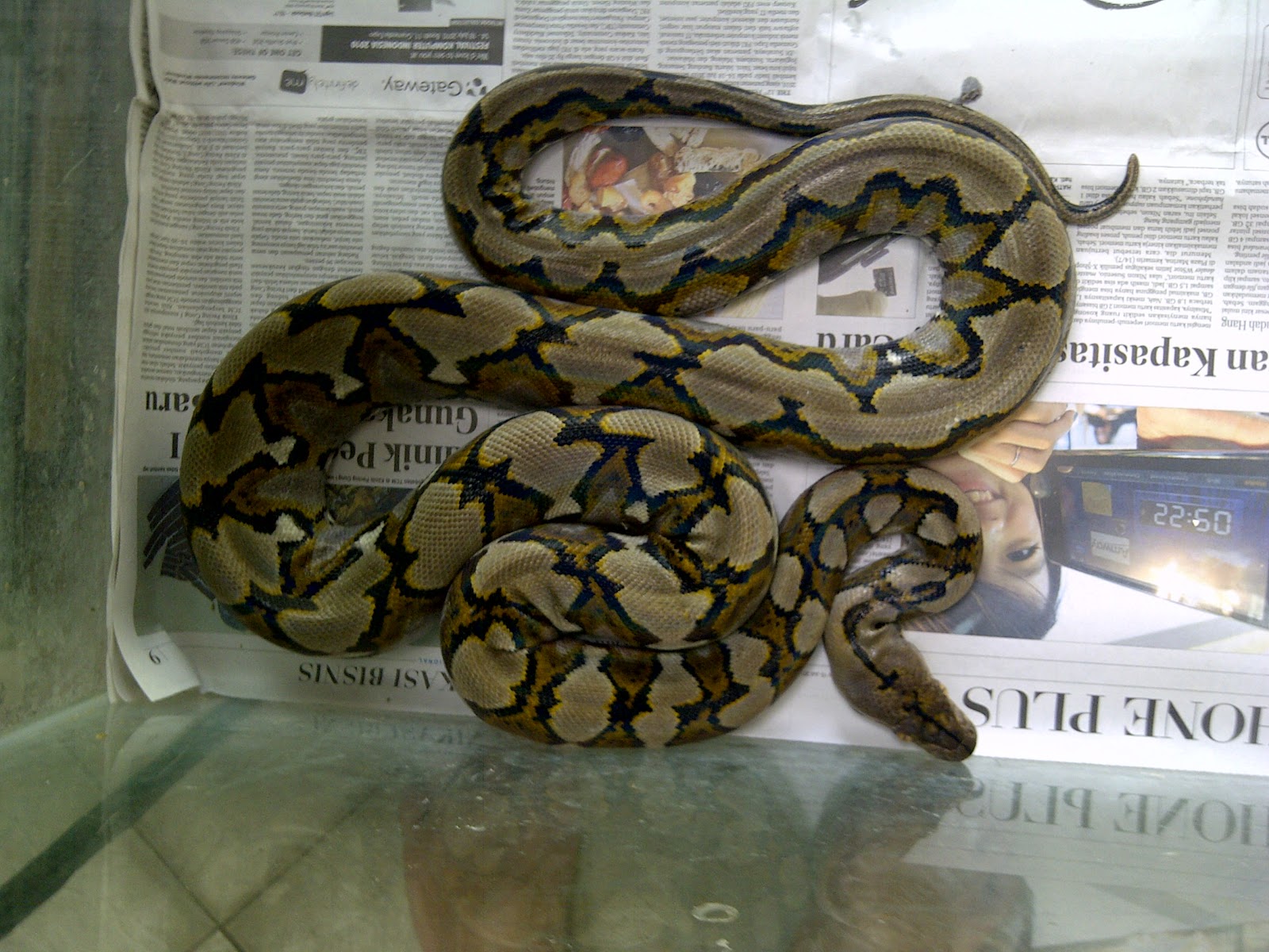 ular: Retic Antic Kelihatan Pusarnya