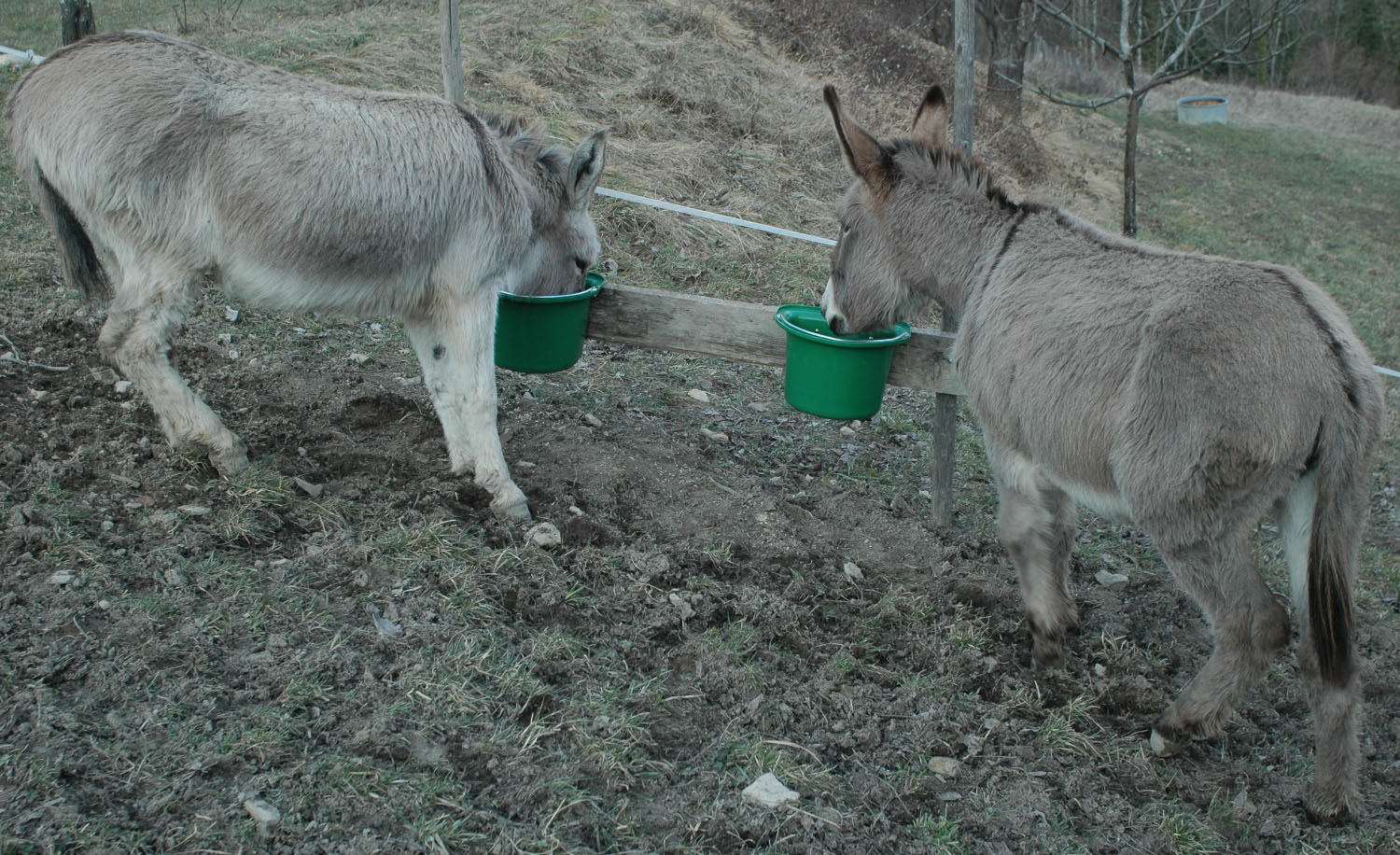 Antipodes: Donkey feed buckets