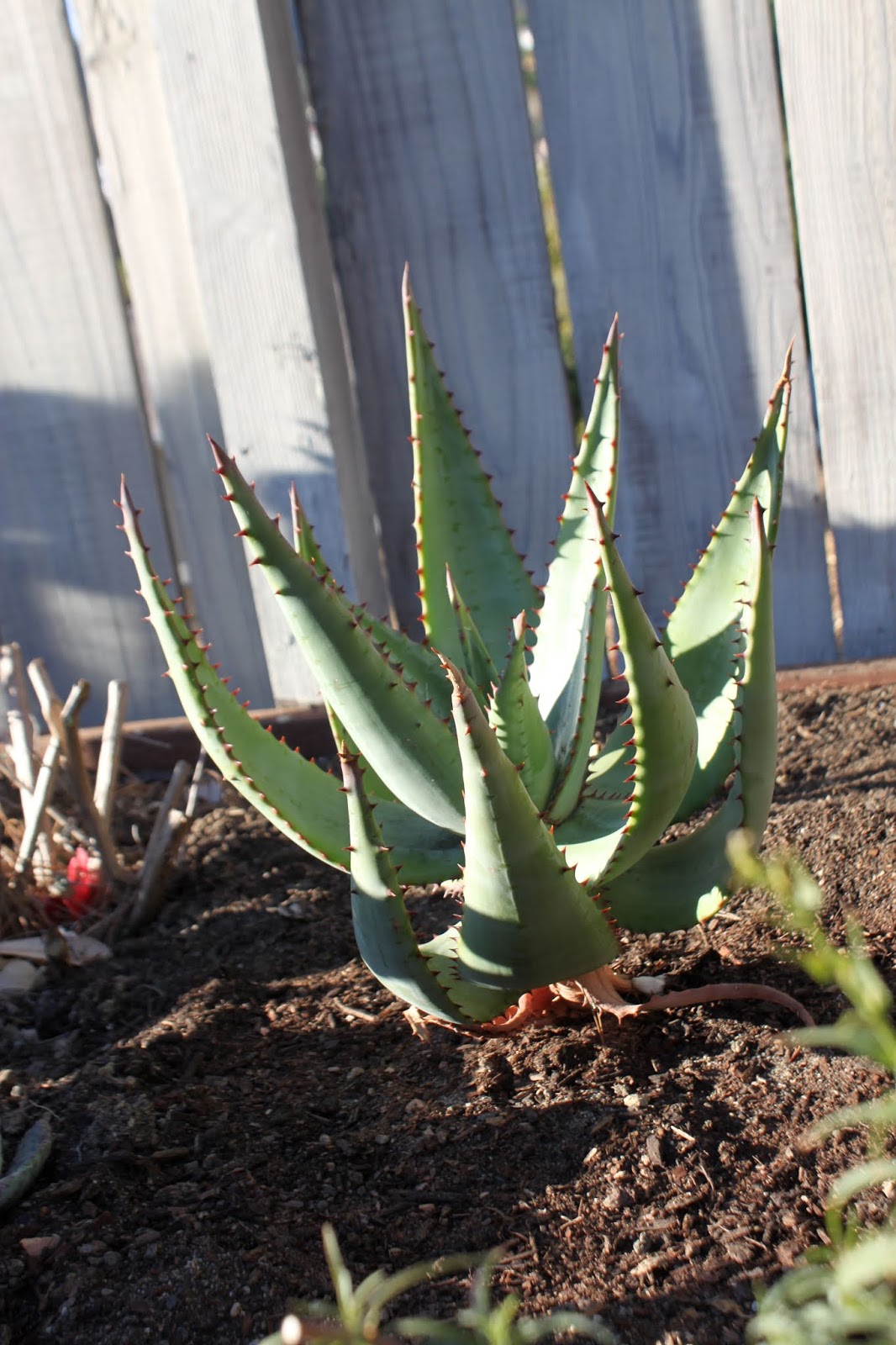Planting a Young Aloe Tree
