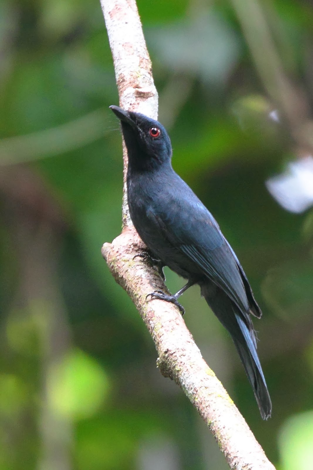 Mike is the name Birding is the game ( Birding in Malaysia - Malaysian ...