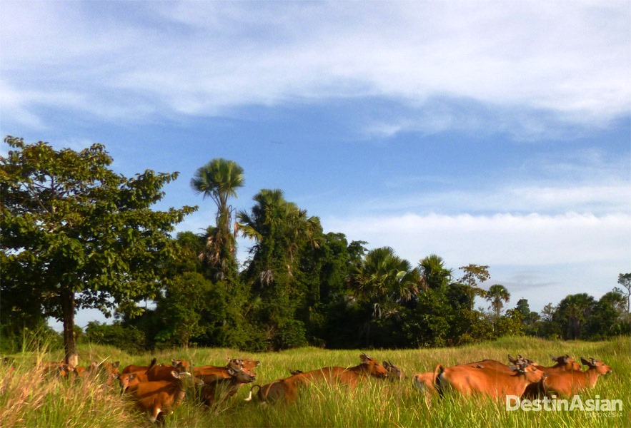 Rawa Aopa Watumohai; Taman Nasional Raksasa di Sulawesi | Basecamp ...