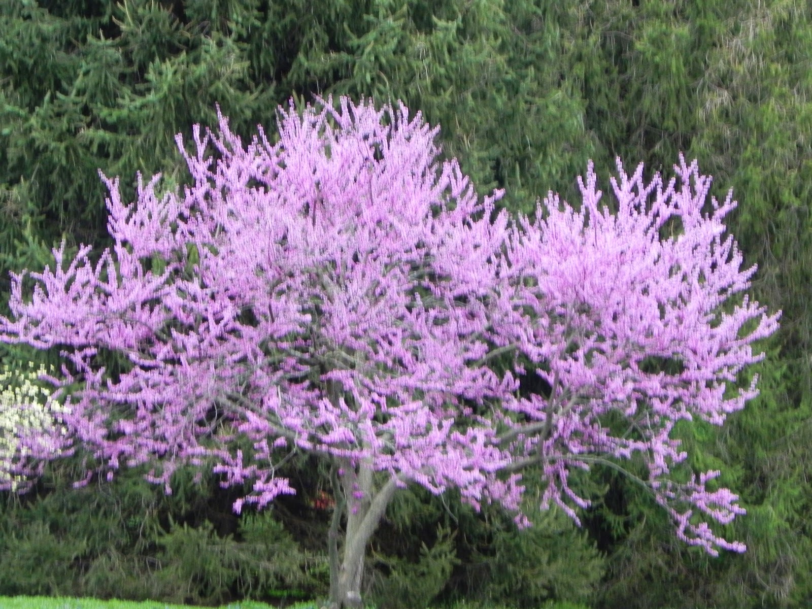 Let Your Light Shine: The Judas Tree