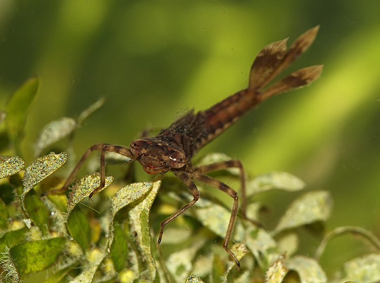Kent Dragonflies: The Large Red Damselfly Nymph (Part 2)