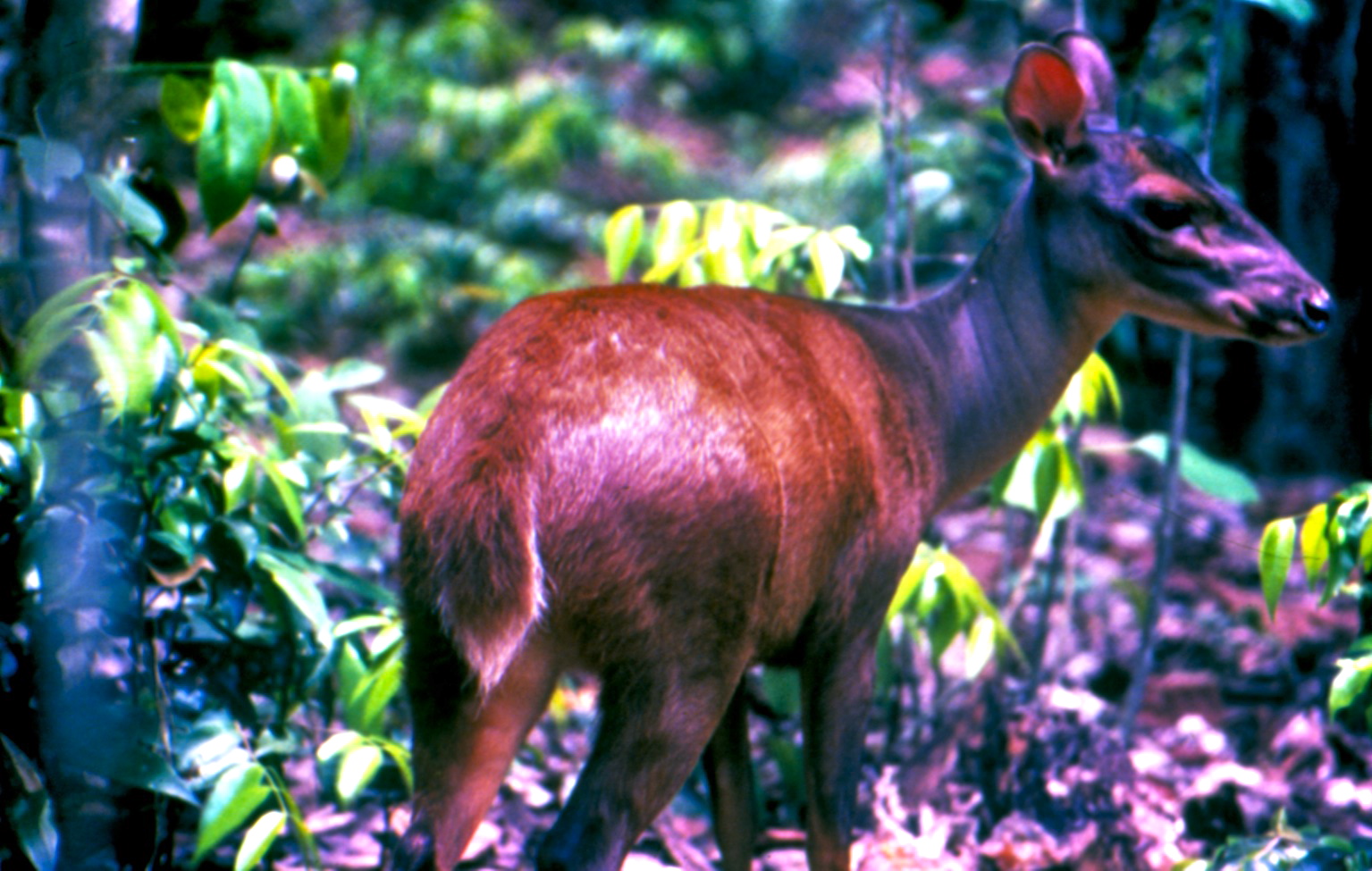 Manuel Weber: Fotos del pasado (3): viajes, amigos, etc.. / Pics from ...