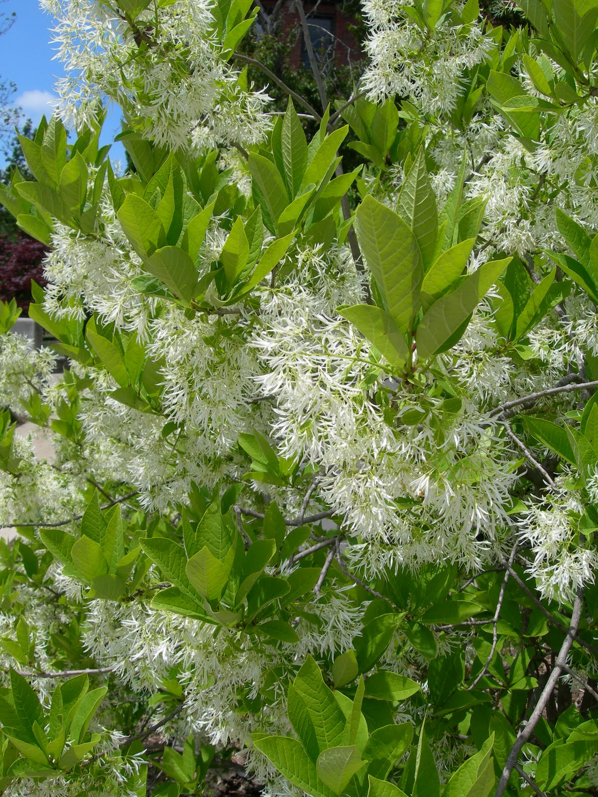 The Phytophactor: Friday Fabulous Flowers - Fringe Tree