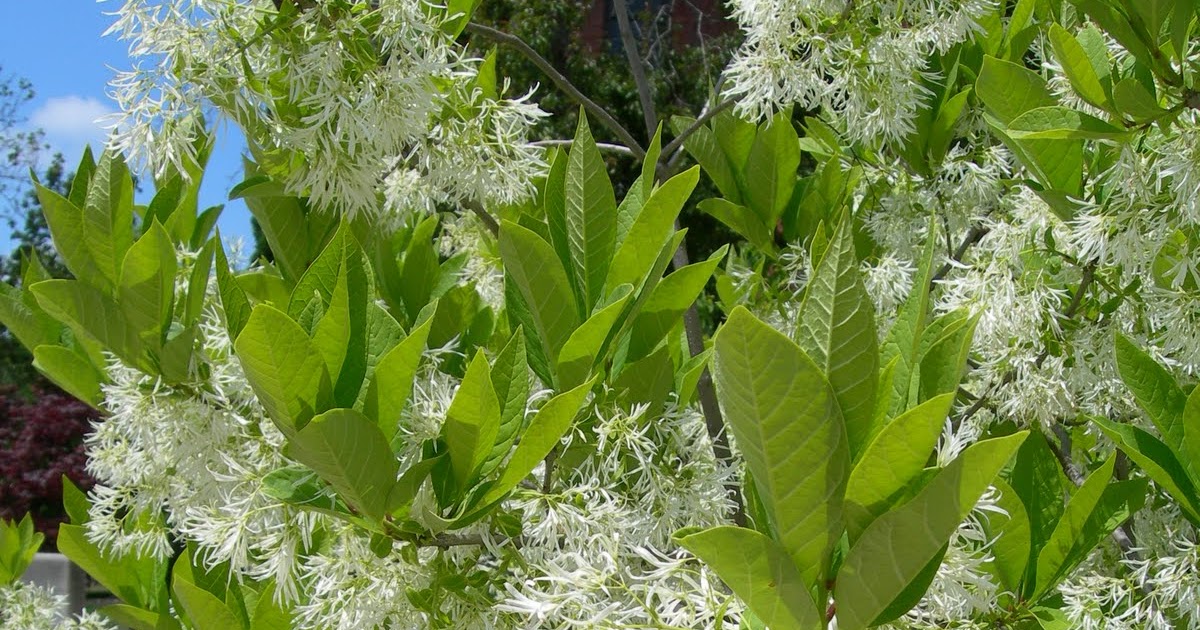 The Phytophactor: Friday Fabulous Flowers - Fringe Tree