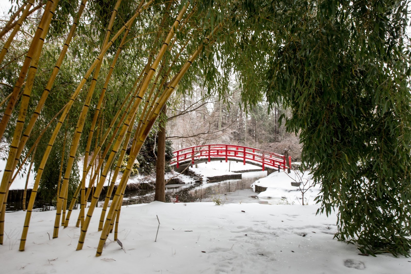 gardens@duke: Bamboo at Duke Gardens: Friend or Foe?