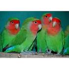 A Internacional Pássaros: Agapornes