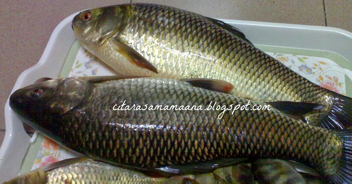 .: IKAN ROHU ALA RENDANG